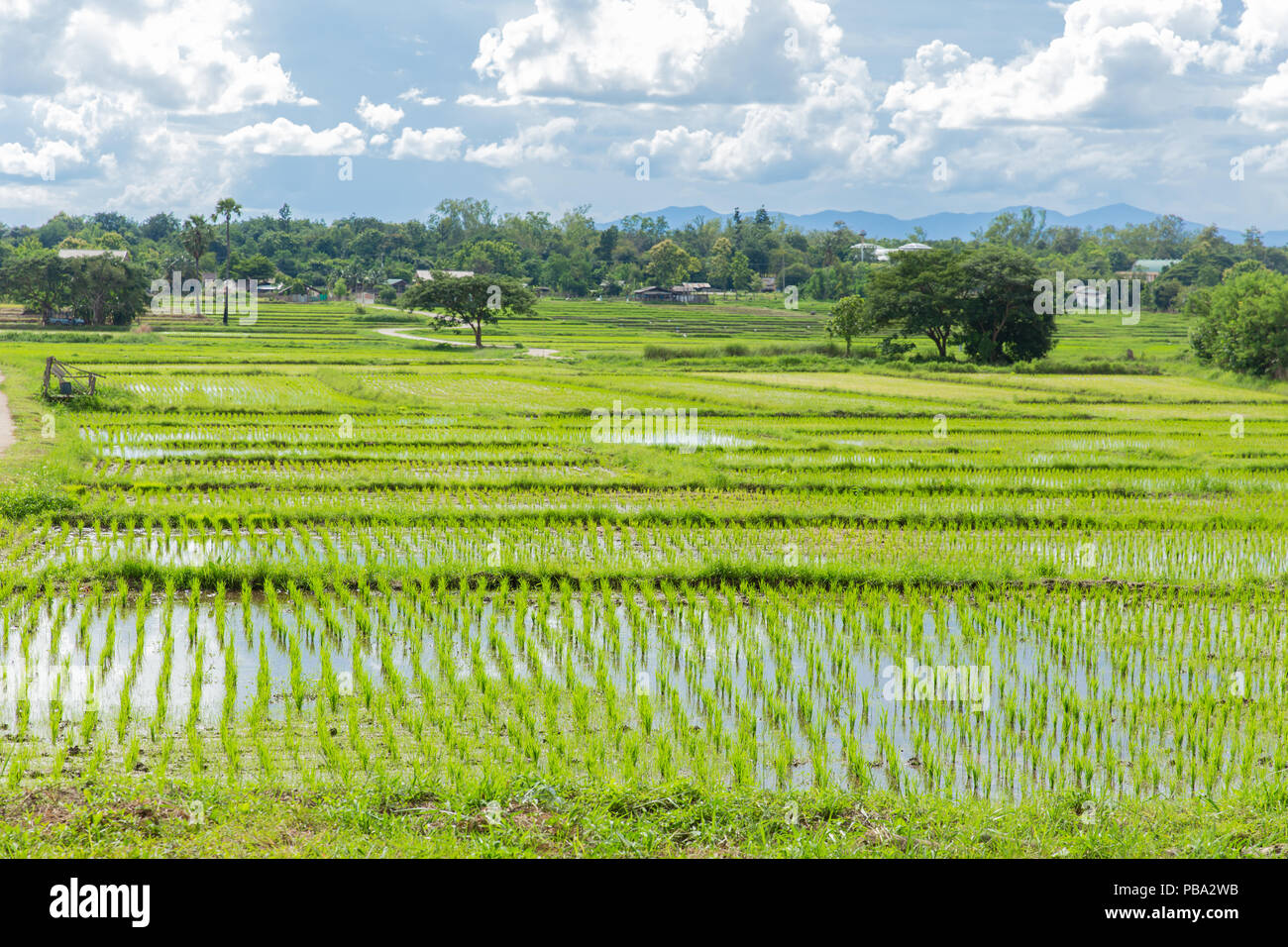 beautiful summer landscape of countryside view with rice field in asian ...