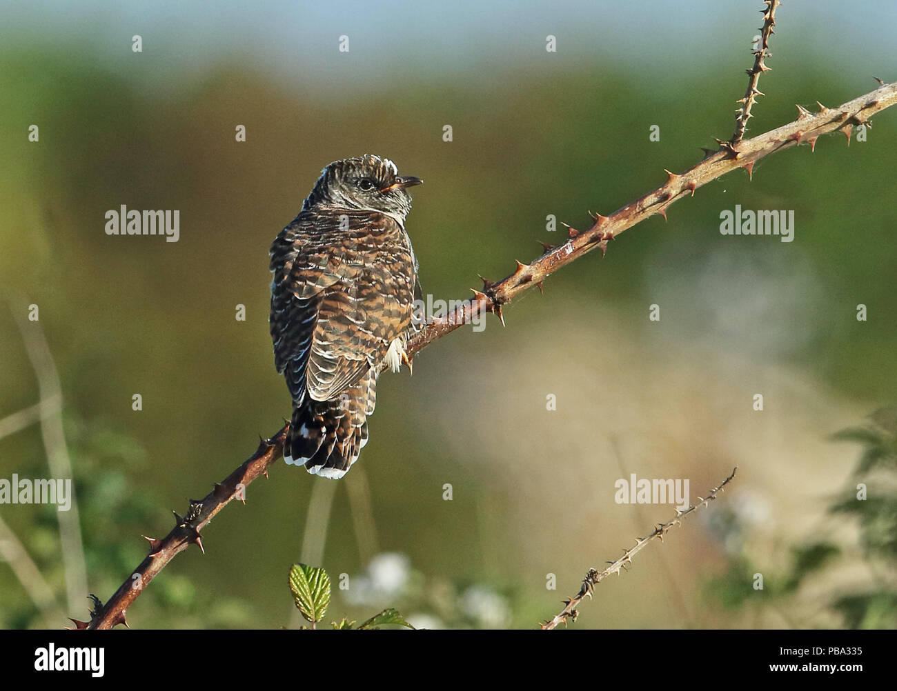 Common Cuckoo (Cuculus canorus canorus) juvenile perched on dead ...