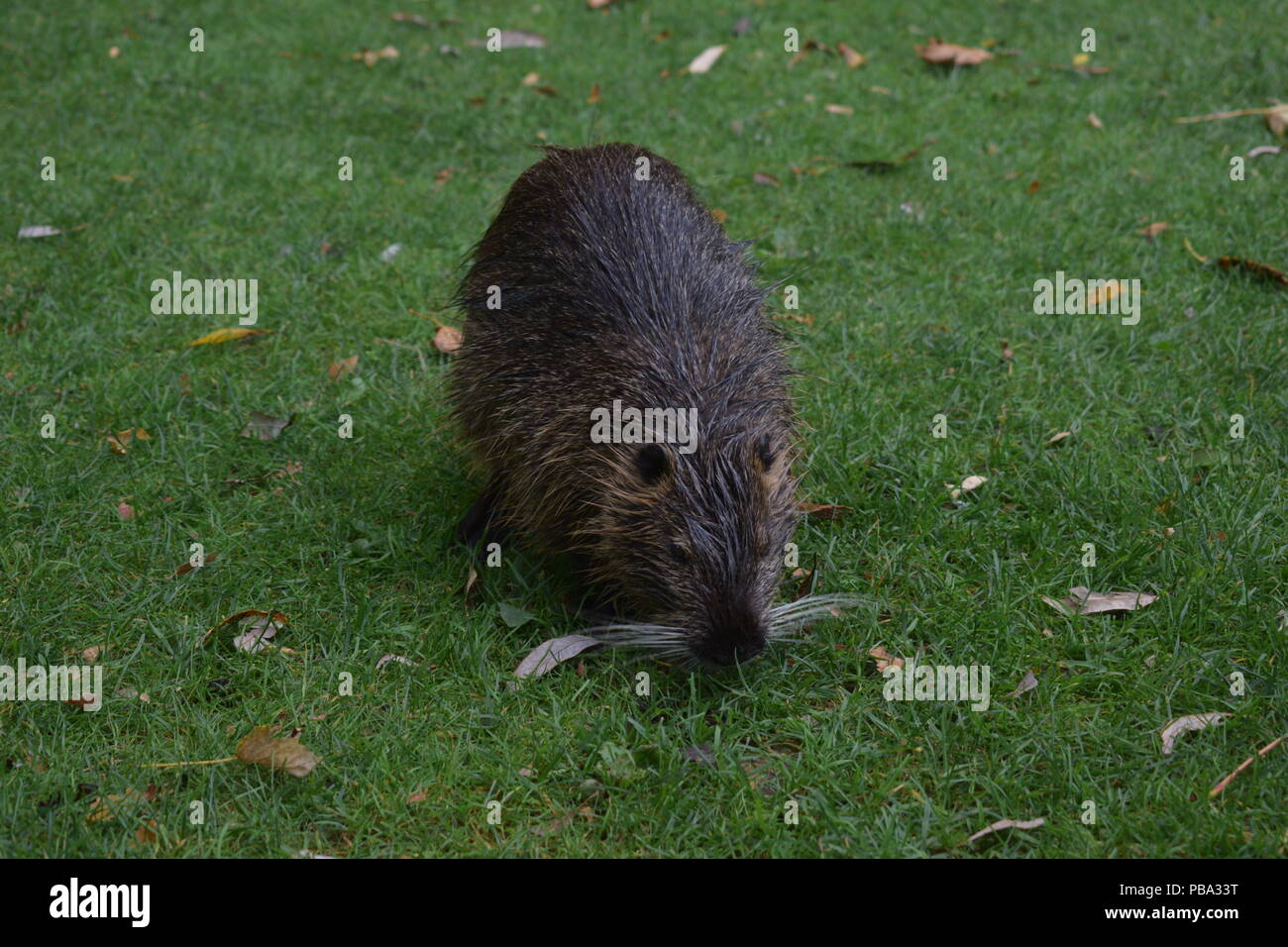 Coypu on grass Stock Photo - Alamy