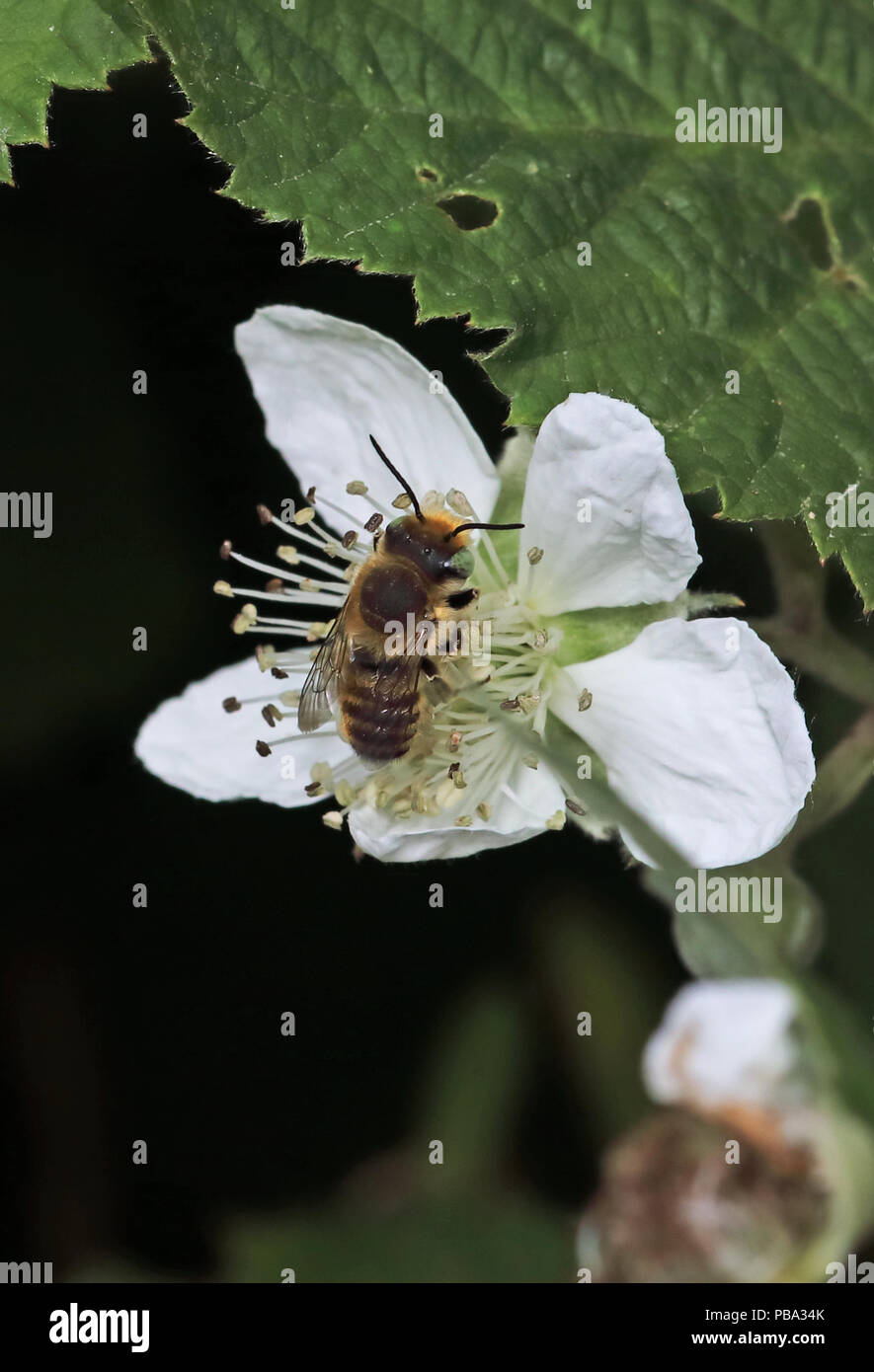 Green-eyed Flower Bee (Anthophora bimaculata) adult feeding at Bramble ...