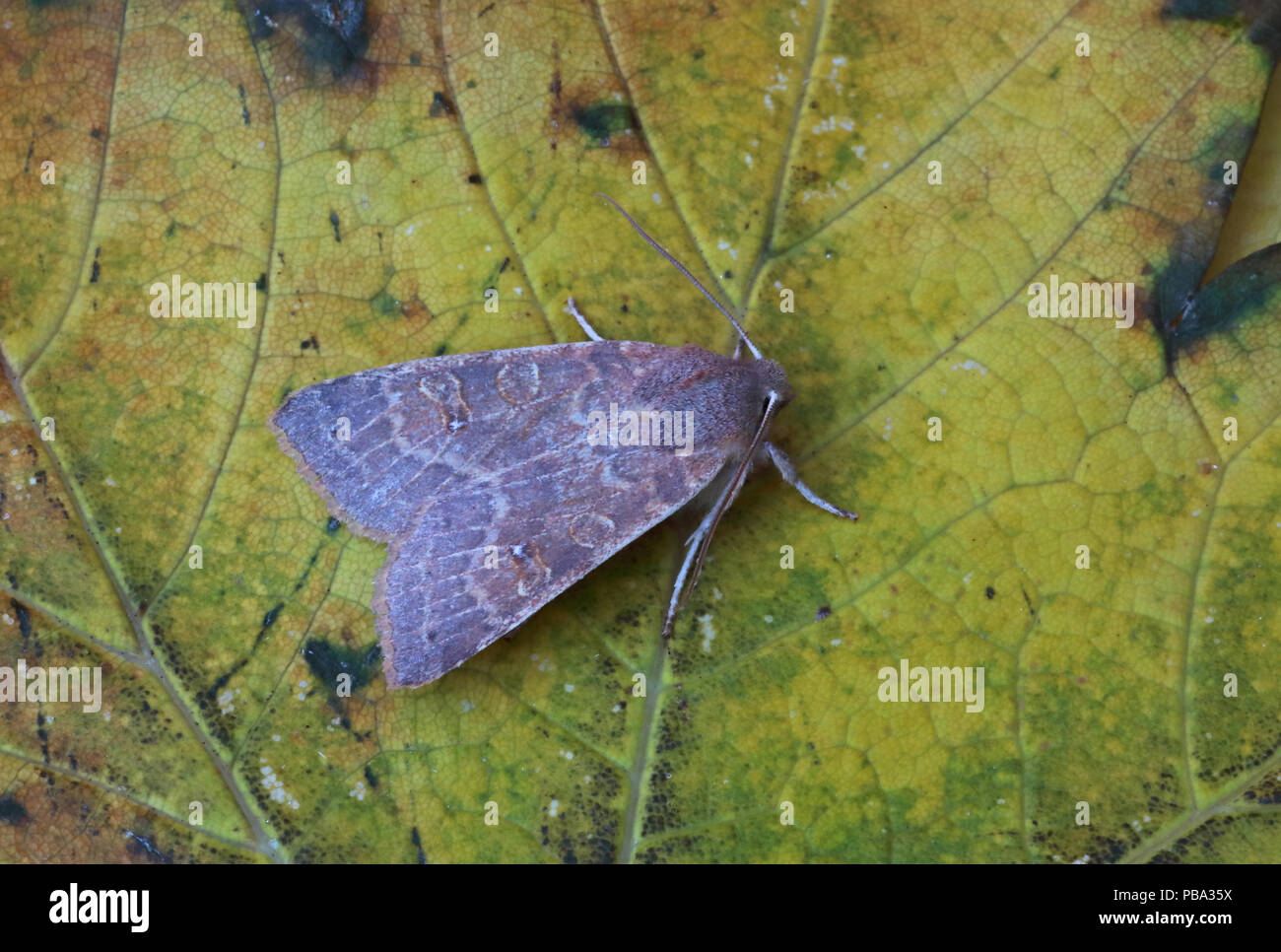 Xanthia ocellaris hi-res stock photography and images - Alamy