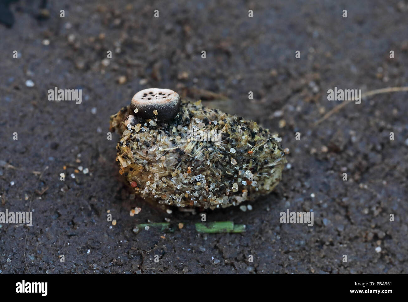 Rabbit droppings hi-res stock photography and images - Alamy
