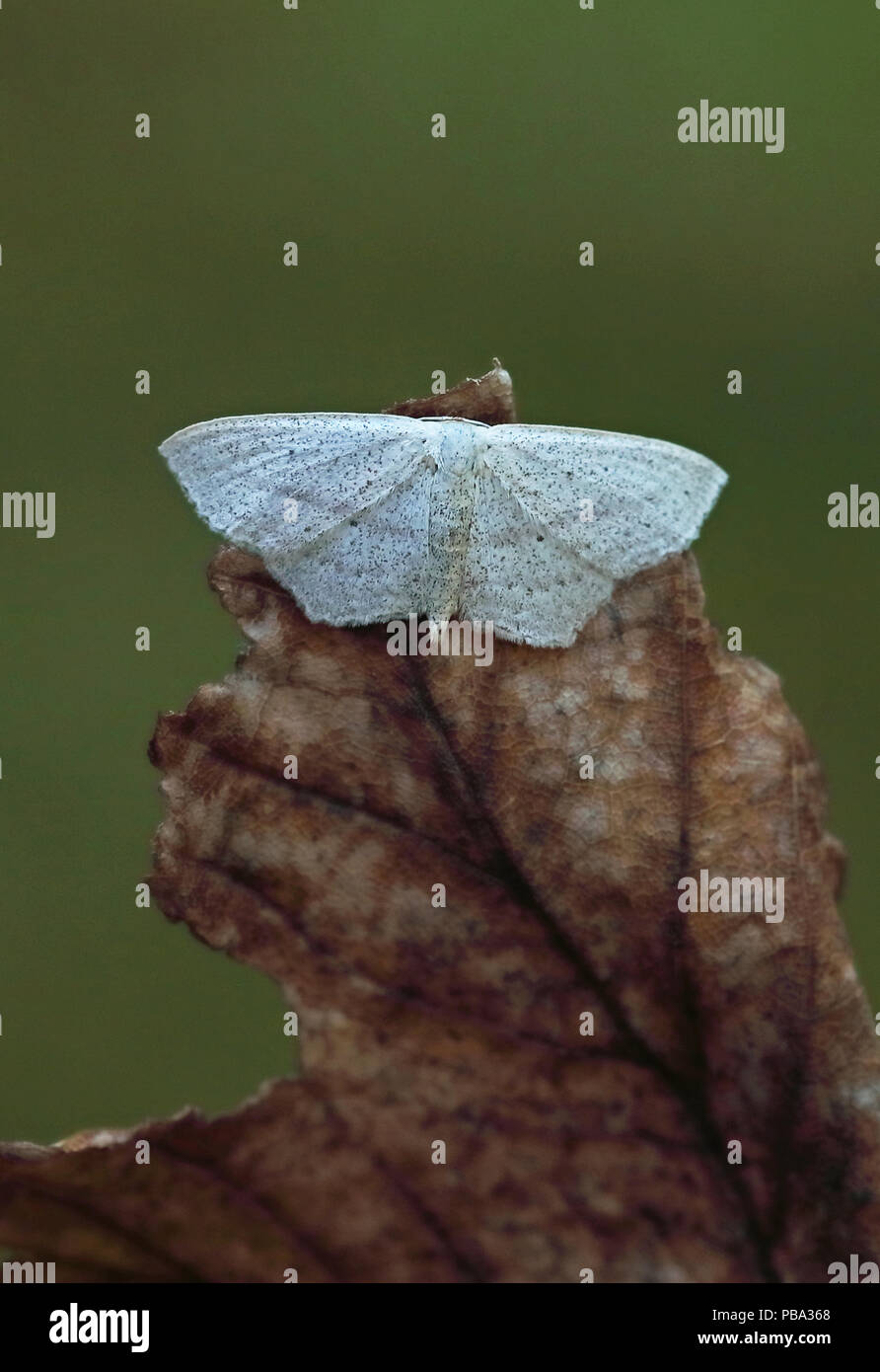 Rosy Wave (Scopula emutaria) adult at rest on leaf Eccles-on-Sea, Norfolk September Stock Photo ...