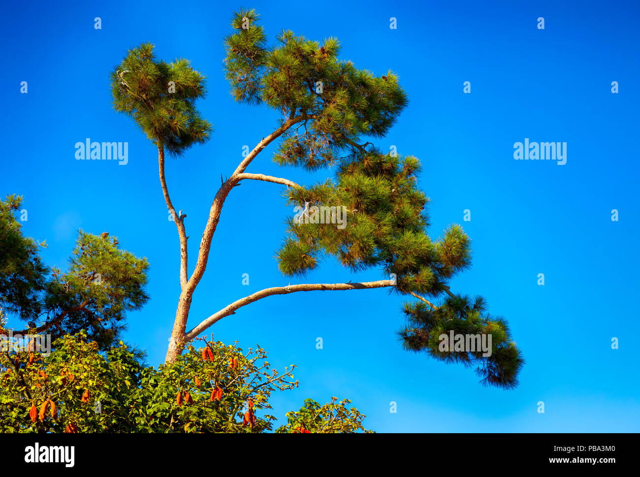 Top of the Cedar tree against blue sky Stock Photo - Alamy