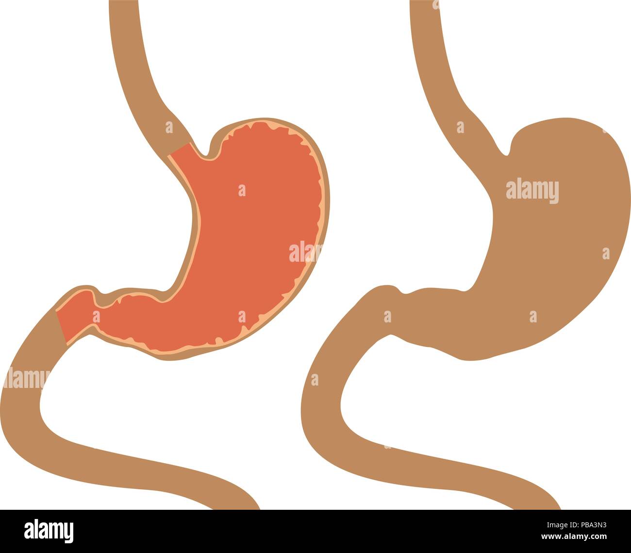 Anatomy human stomach Stock Vector Images - Alamy