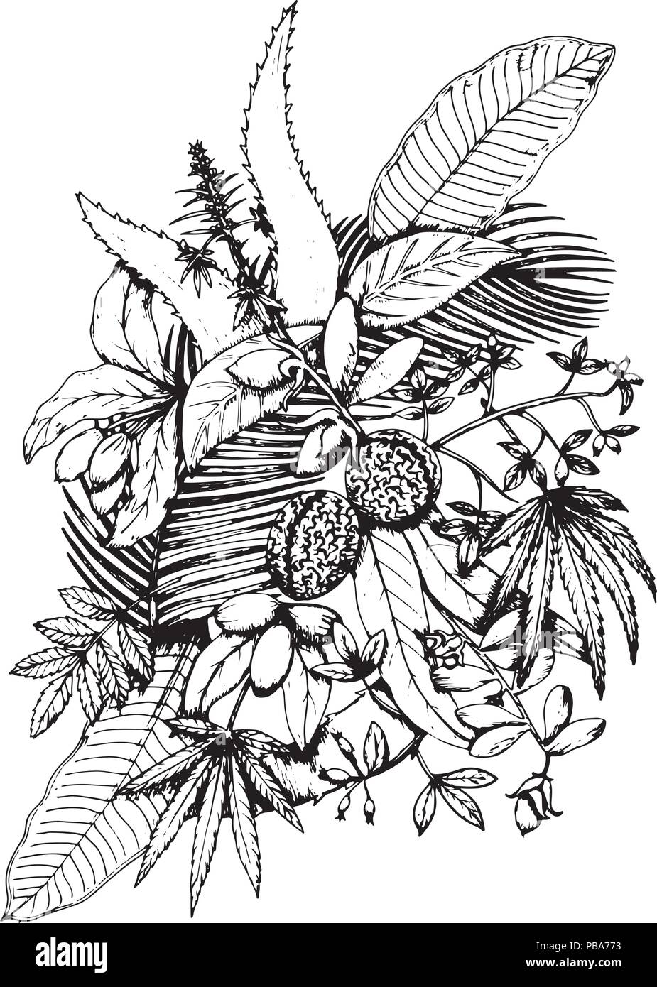 Tropical Herbs Vector African Plants Illustration Hand Drawn Black and ...