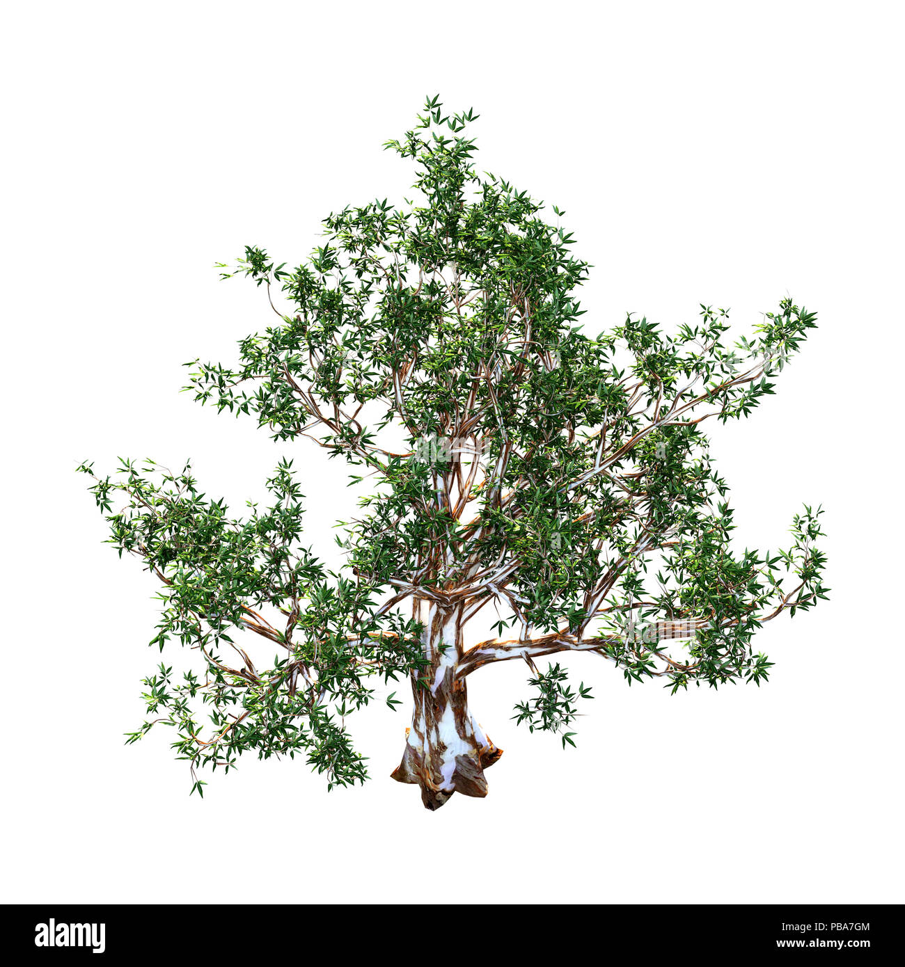 3D rendering of a red gum tree isolated on white background Stock Photo ...