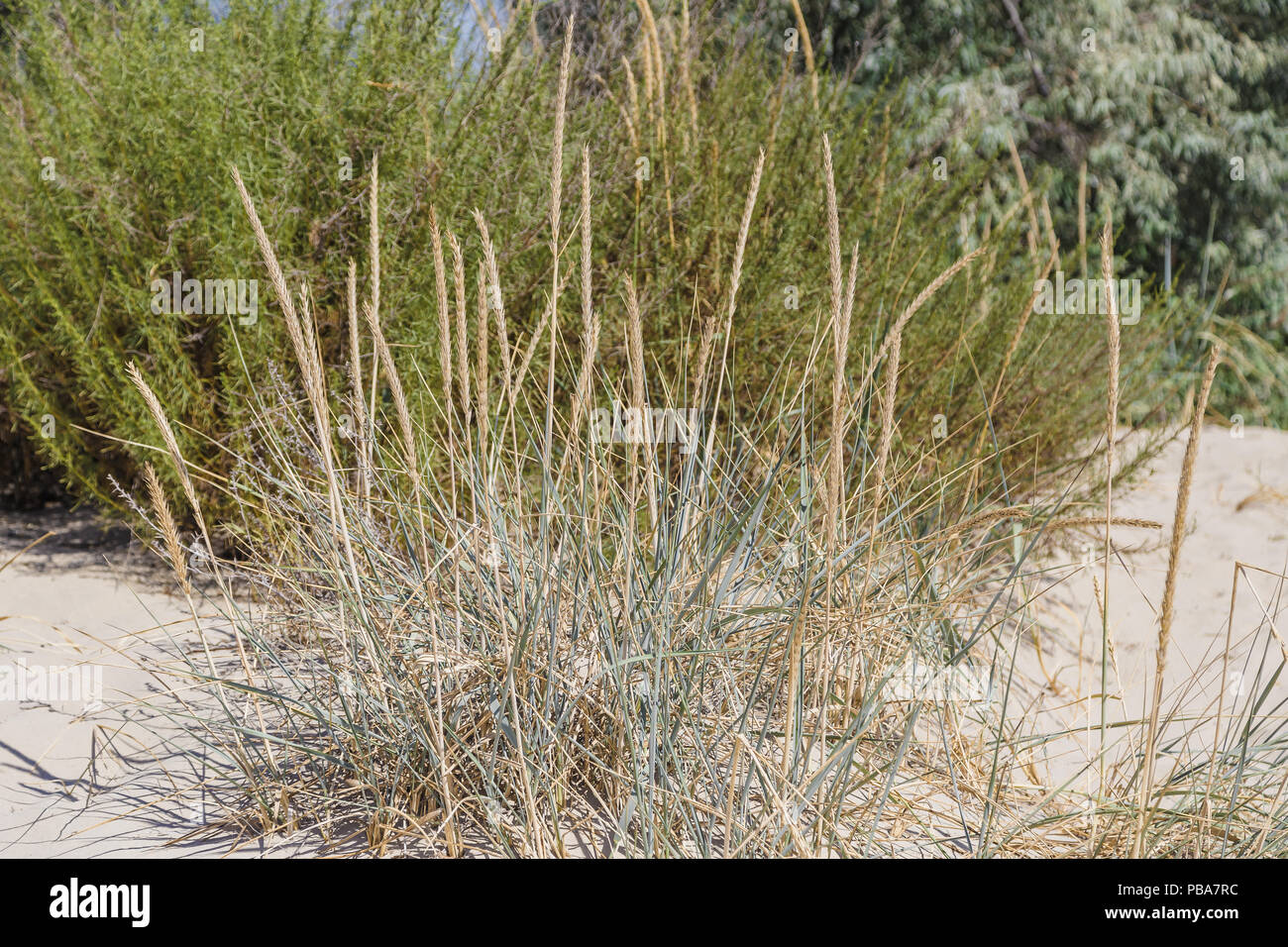 Sunny texture perfect resort beach hi-res stock photography and images ...