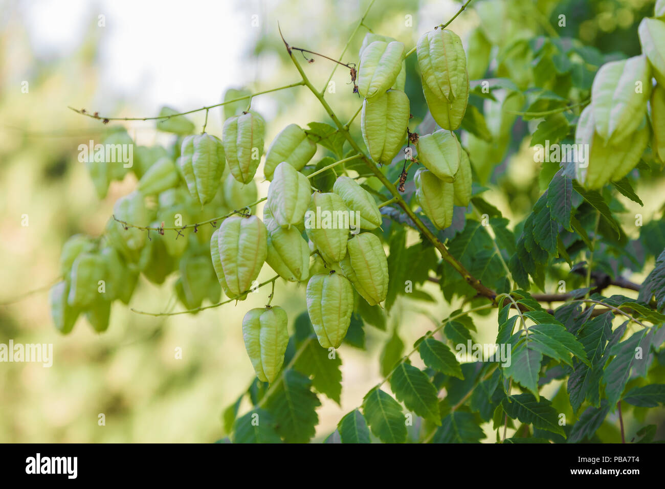 Cape gooseberry,Fresh Cape Gooseberry Physalis peruviana Fruit on Its ...