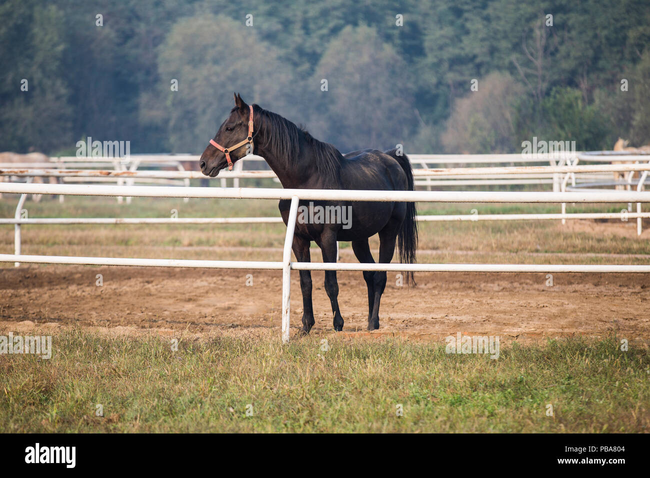 Horseracing Horse Standing High Resolution Stock Photography and Images ...