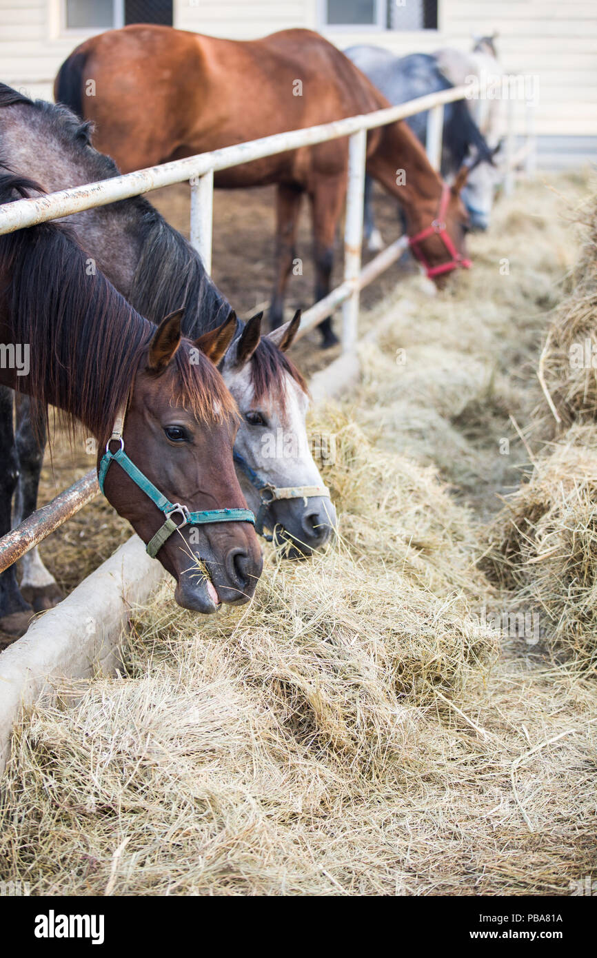 Horses eating hay at stable Stock Photo - Alamy