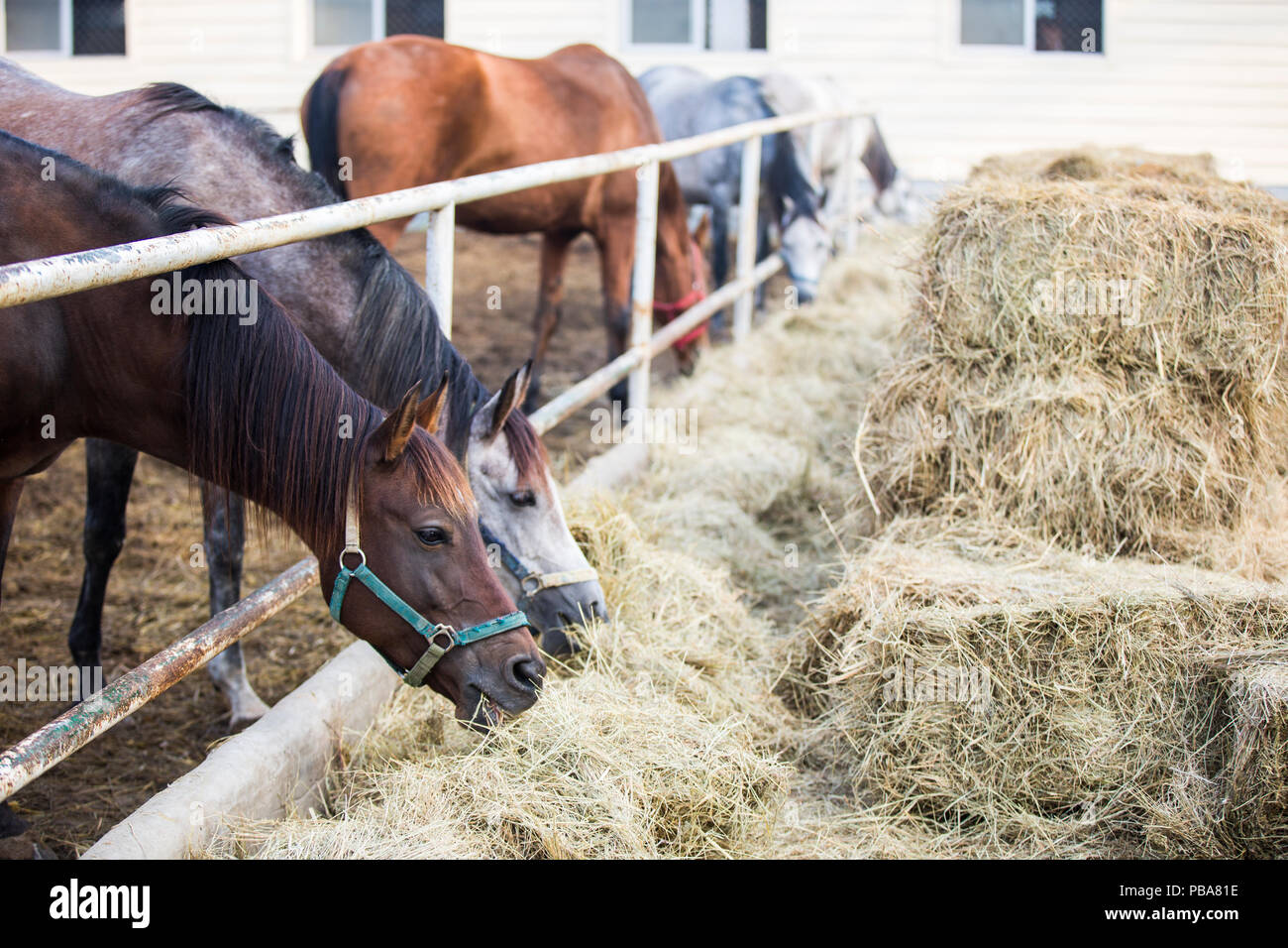 Horses eating hay at stable Stock Photo - Alamy