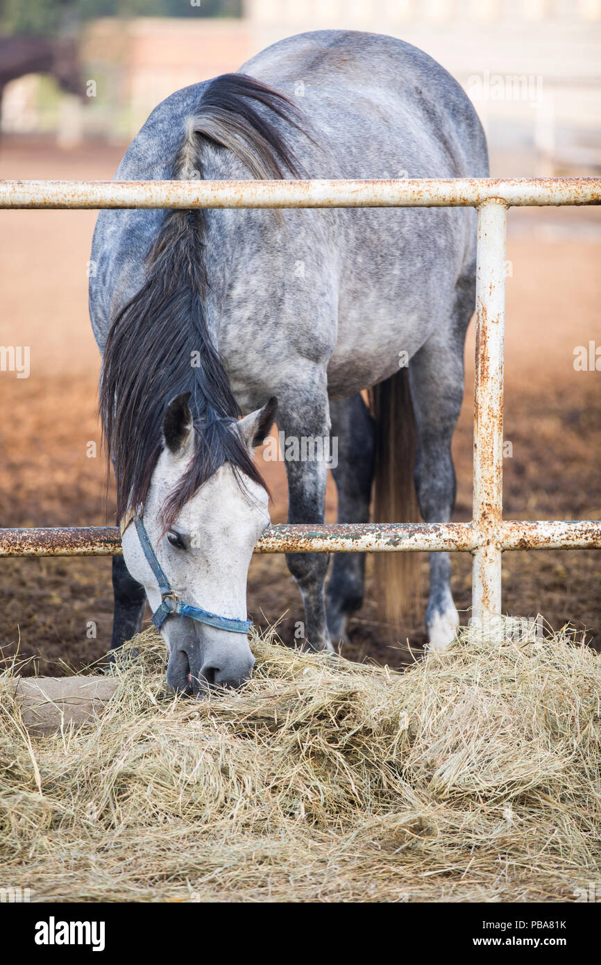 Horse eating hay at stable Stock Photo - Alamy