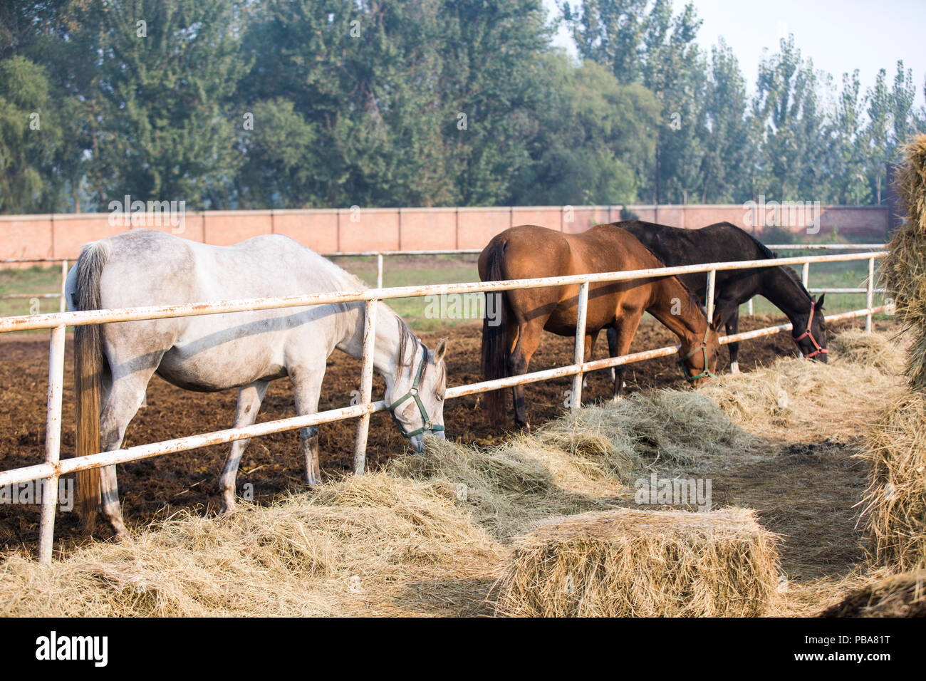 Horses eating hay at stable Stock Photo - Alamy