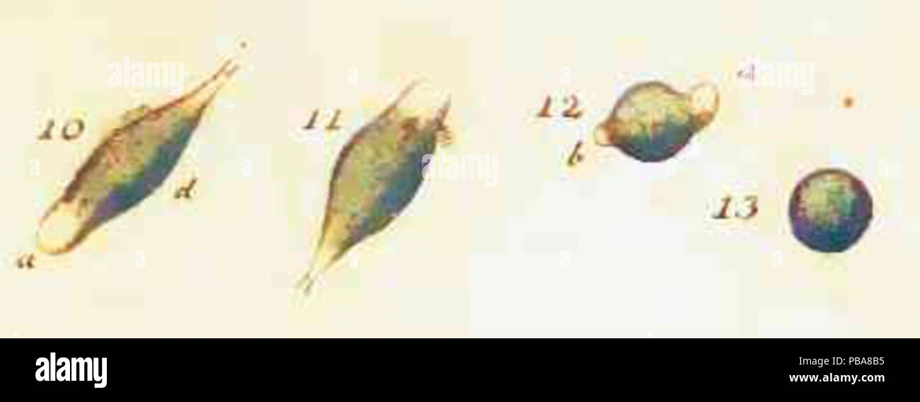 Cercaria hi-res stock photography and images - Alamy