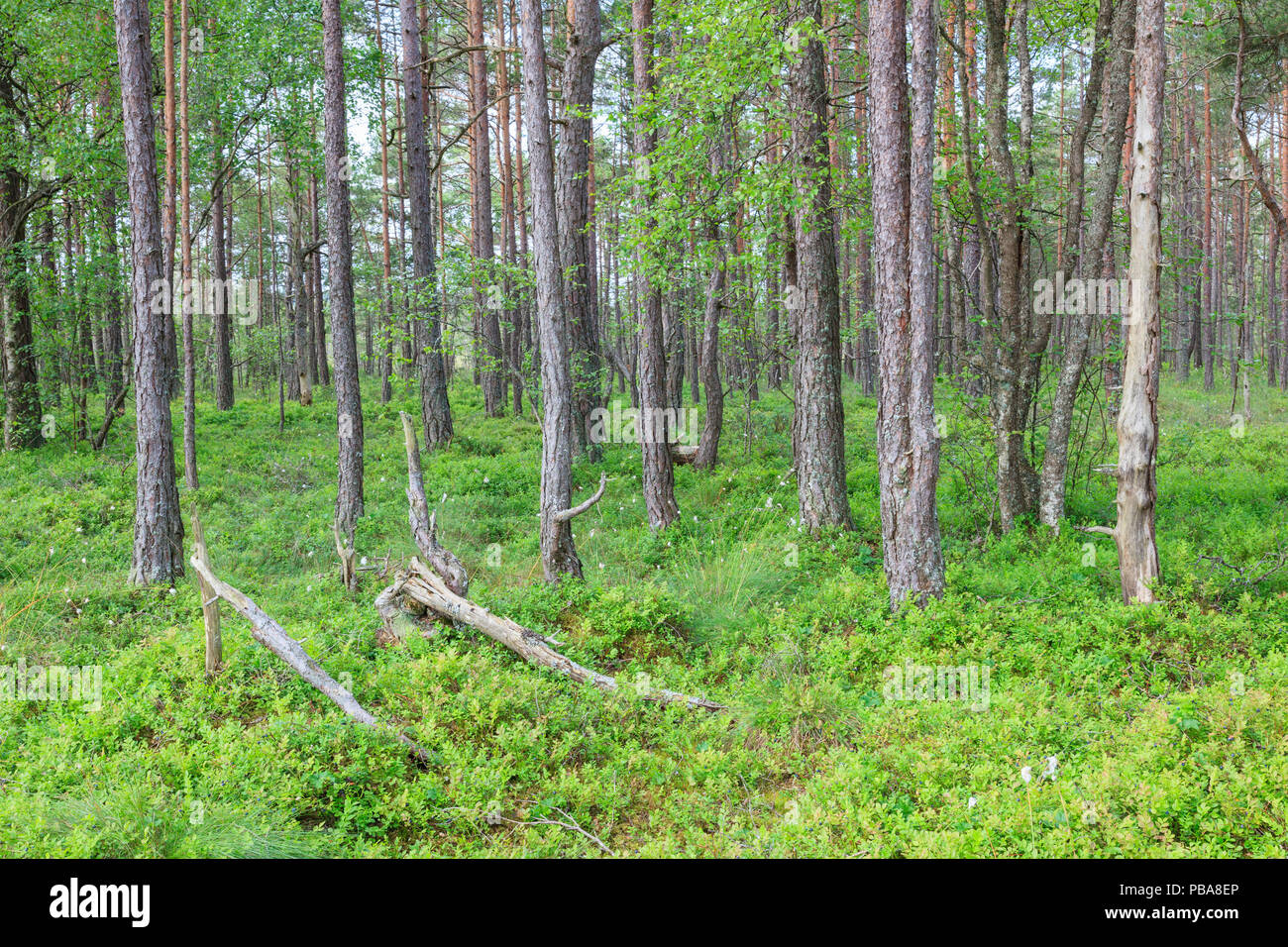 Pine tree forest on a bog Stock Photo - Alamy