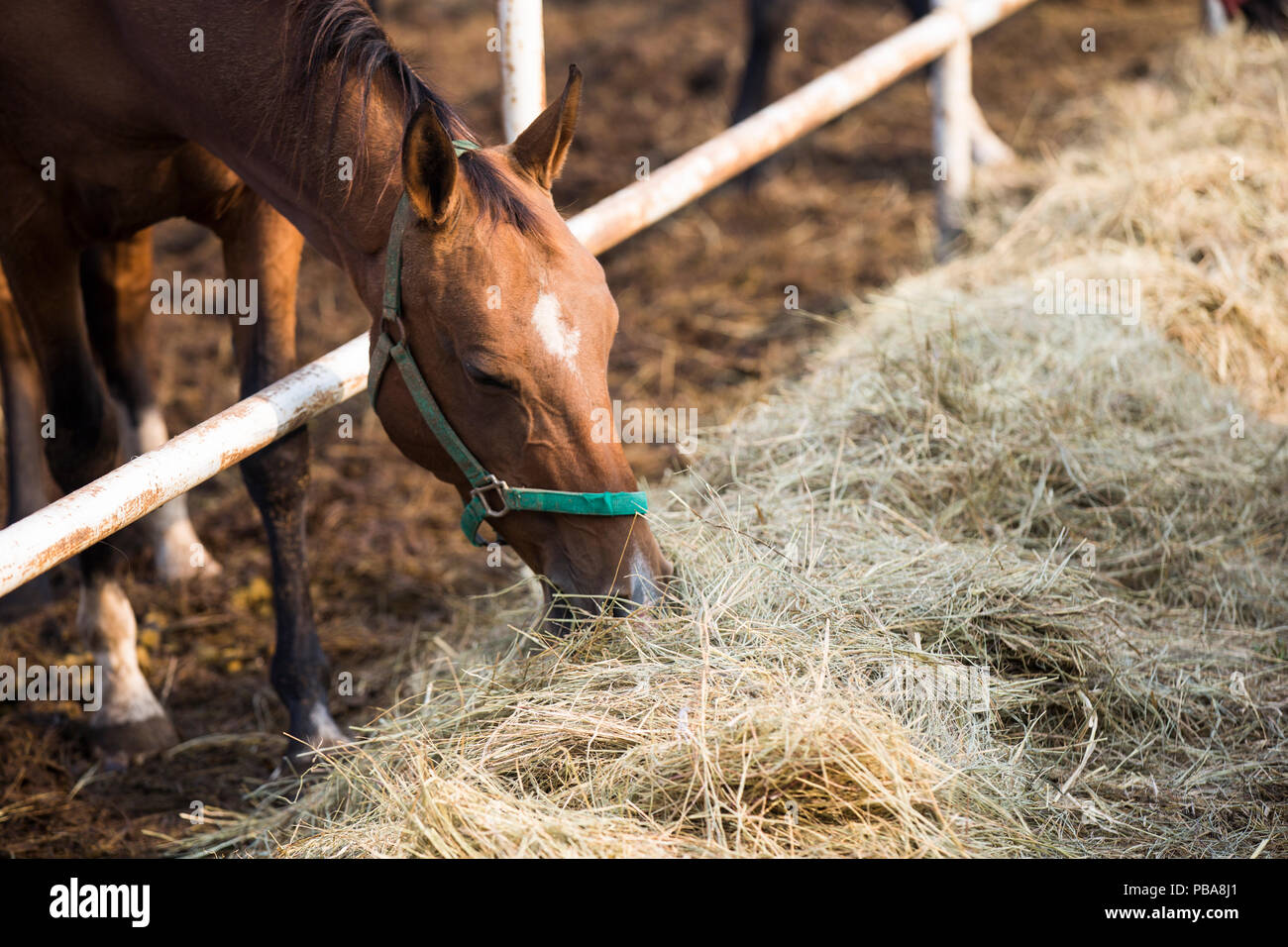 Horse eating hay at stable Stock Photo - Alamy