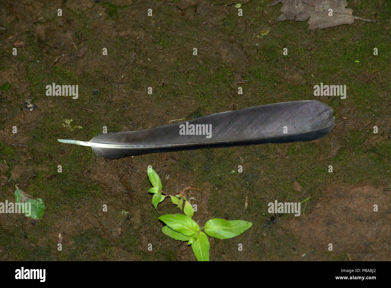 Black feather on a rock Stock Photo - Alamy