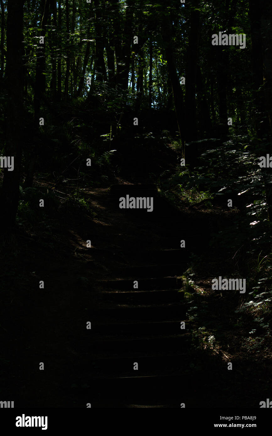 Steps in the forest Stock Photo - Alamy