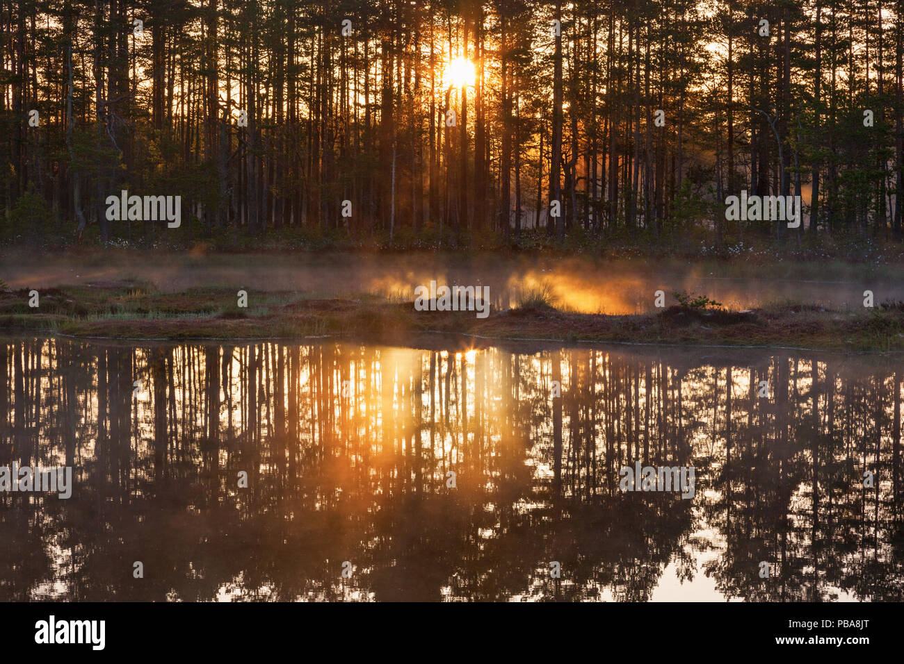 Sunset through pine trees lake hi-res stock photography and images - Alamy