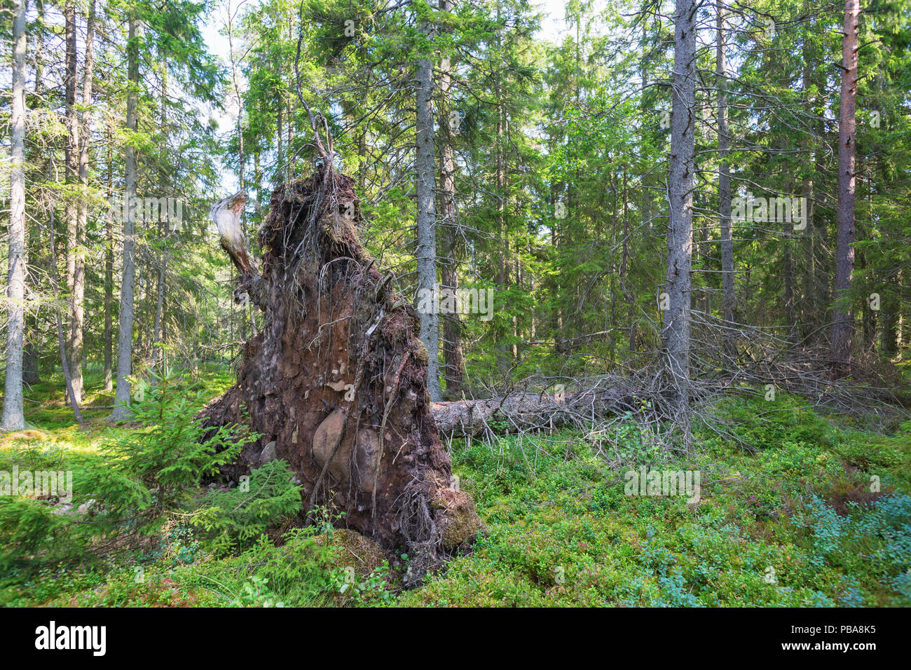 Uprooted spruce tree in the forest Stock Photo - Alamy