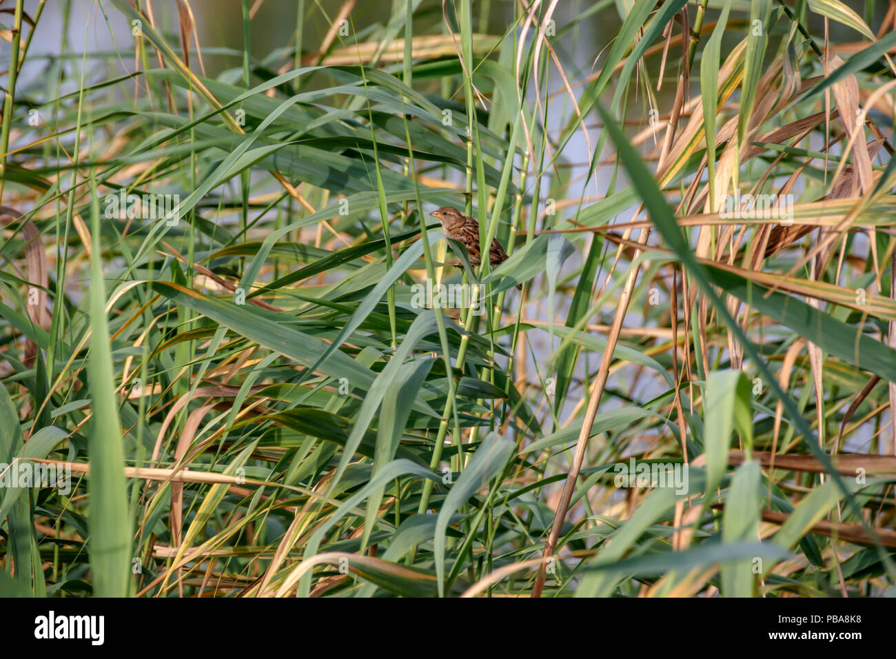 Sparrow in reeds hi-res stock photography and images - Alamy