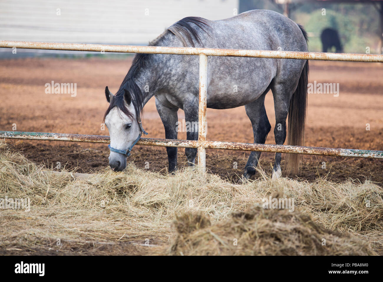 Horse eating hay at stable Stock Photo - Alamy