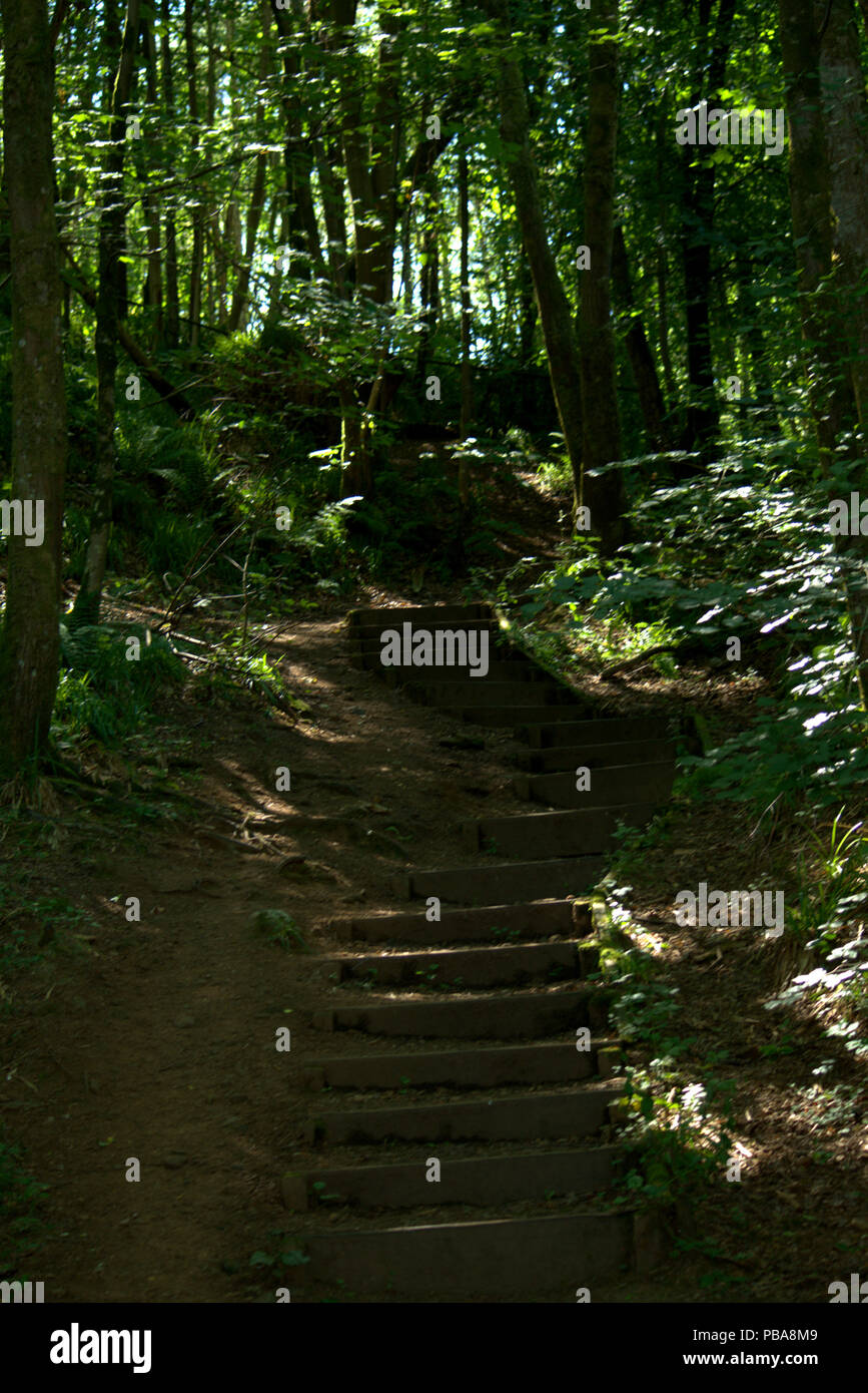 Steps in the forest Stock Photo - Alamy