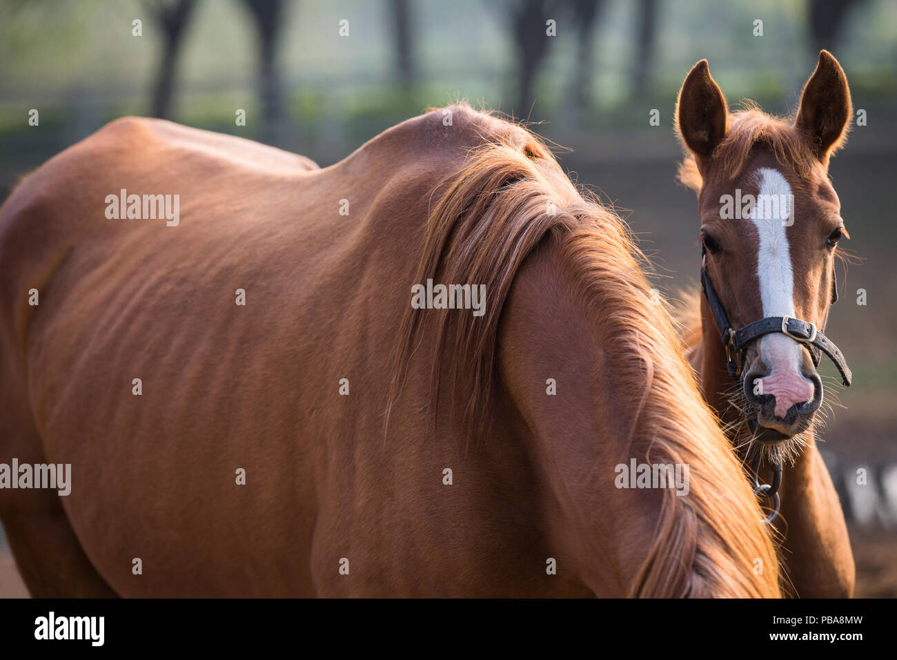 Foreground two horses hi-res stock photography and images - Alamy