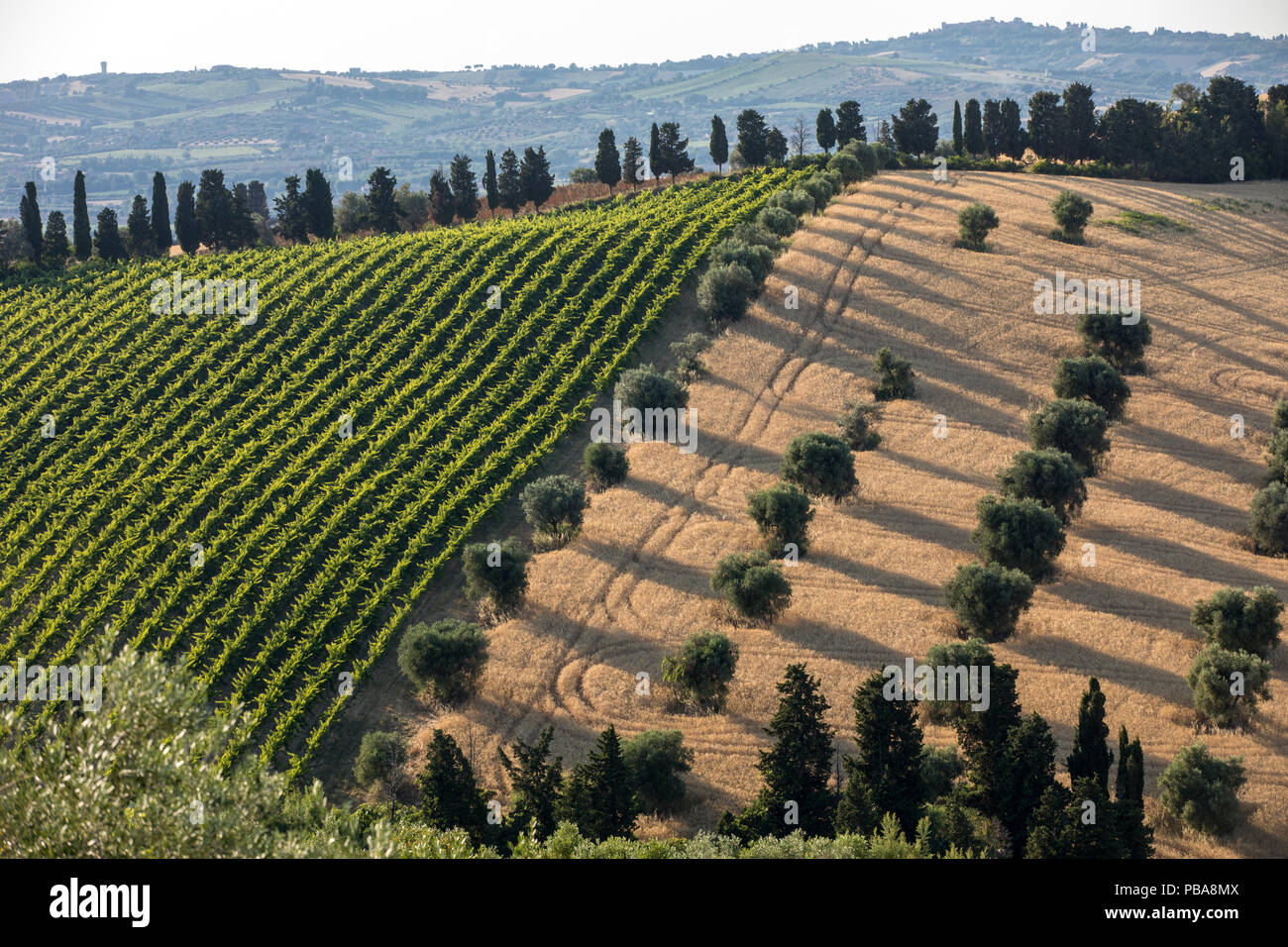 Panoramic view of olive groves, vineyards and farms on rolling hills of ...