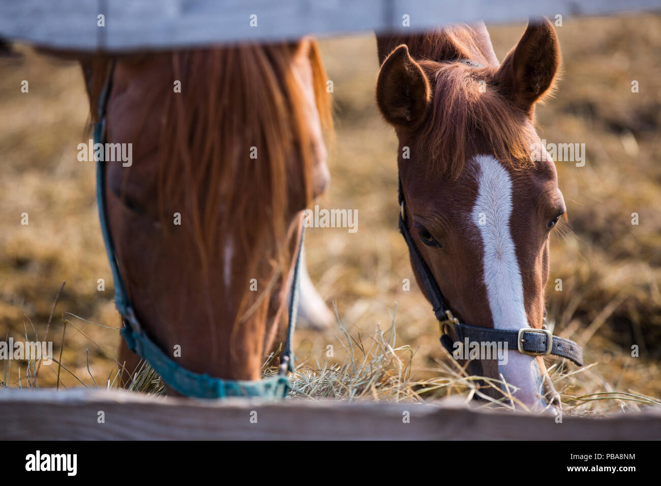 Horses eating hay at stable Stock Photo - Alamy