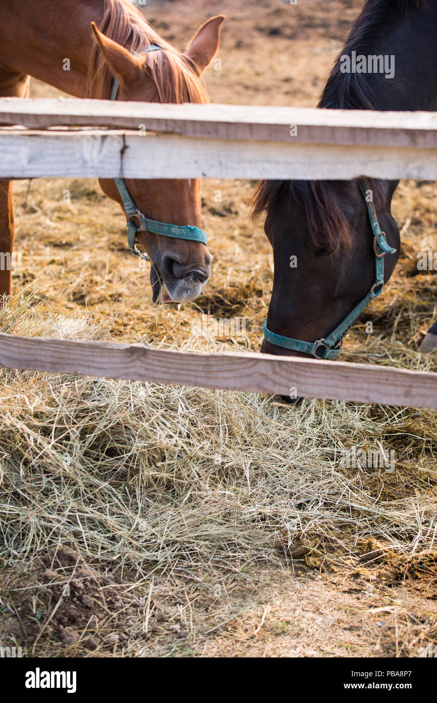 Two horses eating hay outdoors hi-res stock photography and images - Alamy