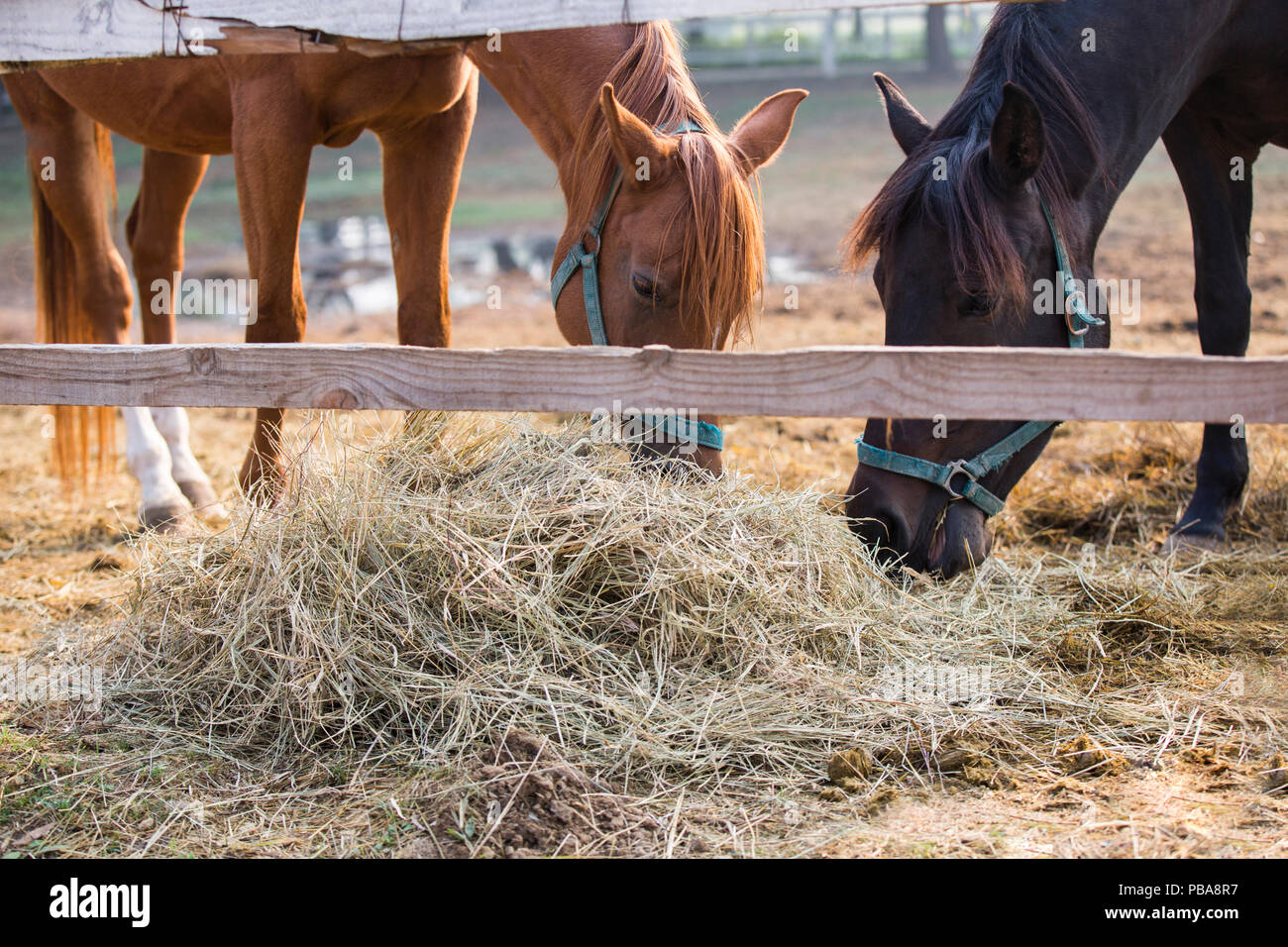 Horses eating hay at stable Stock Photo - Alamy
