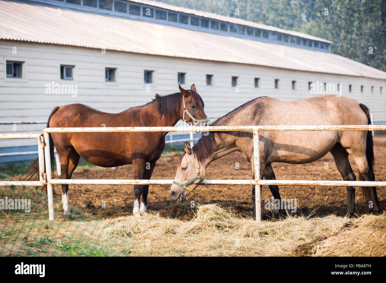 Two horses eating hay outdoors hi-res stock photography and images - Alamy
