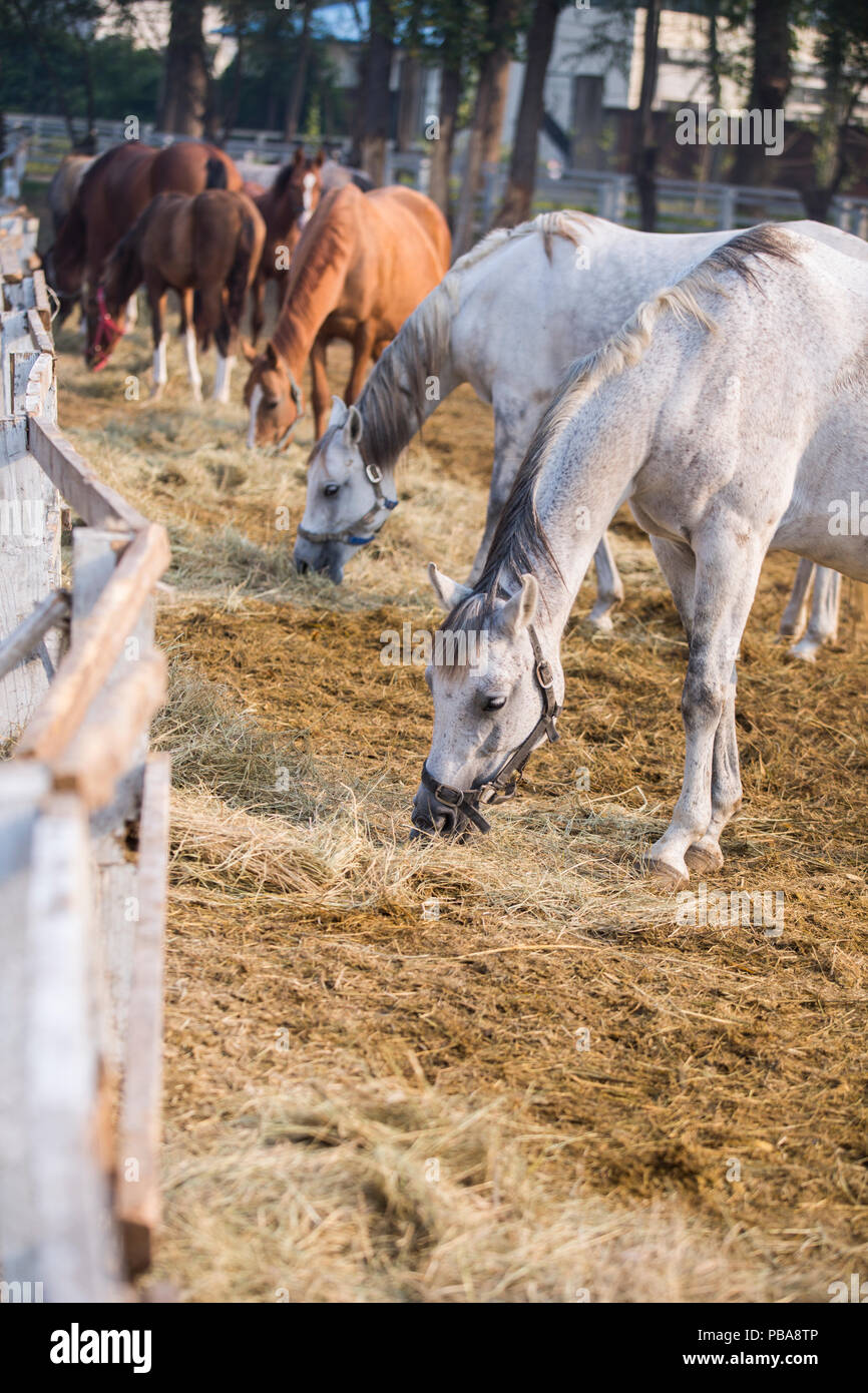 Horses eating hay at stable Stock Photo - Alamy