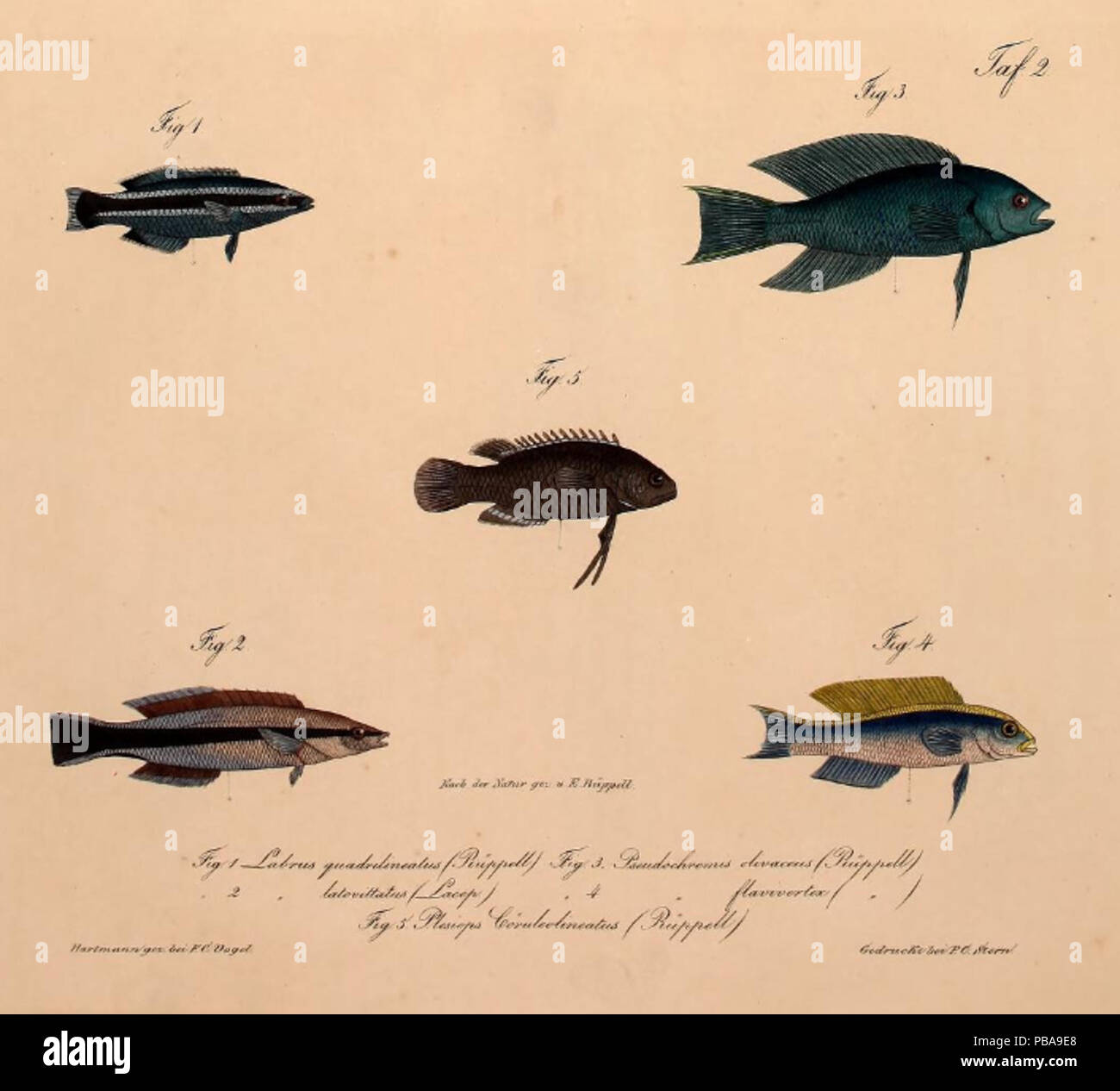 Pseudochromis flavivertex hi-res stock photography and images - Alamy