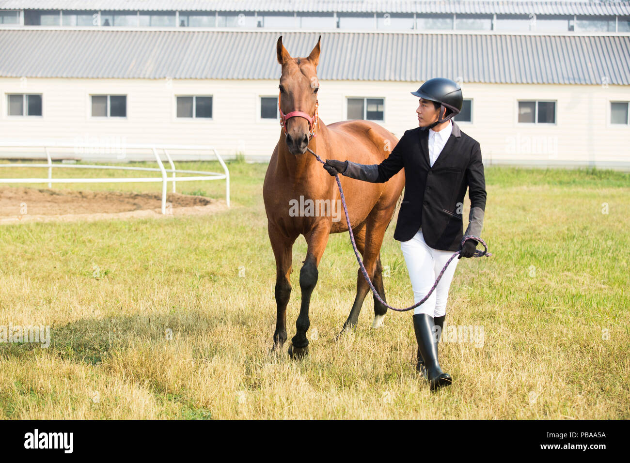 Chinese male rider walking on grassy field with horse Stock Photo - Alamy