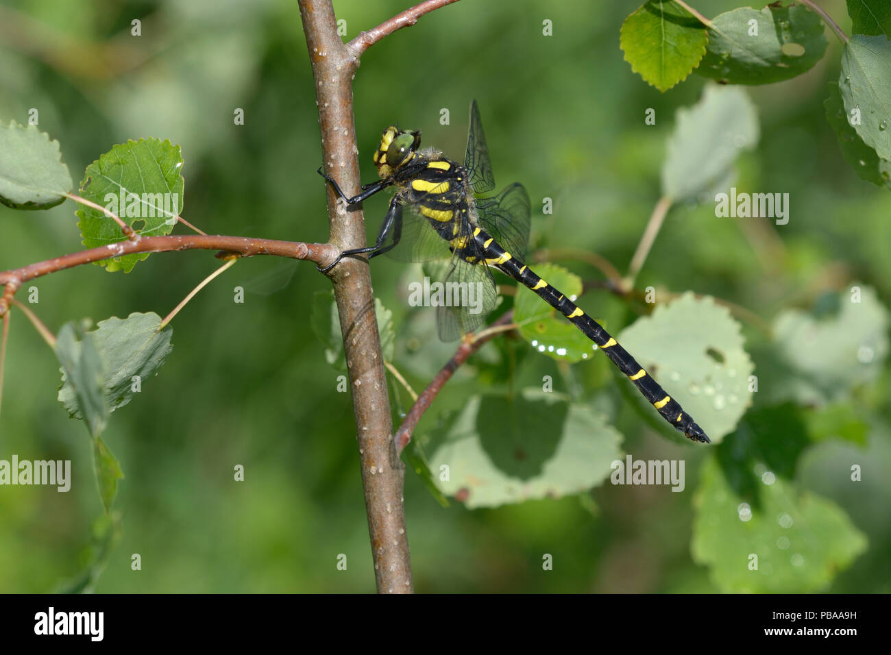 Black in yellow spots dragonfly sitting on a tree trunk in front of a ...