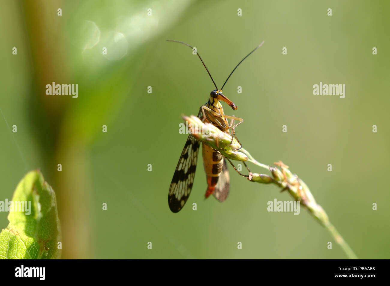 Mecoptera hi-res stock photography and images - Alamy