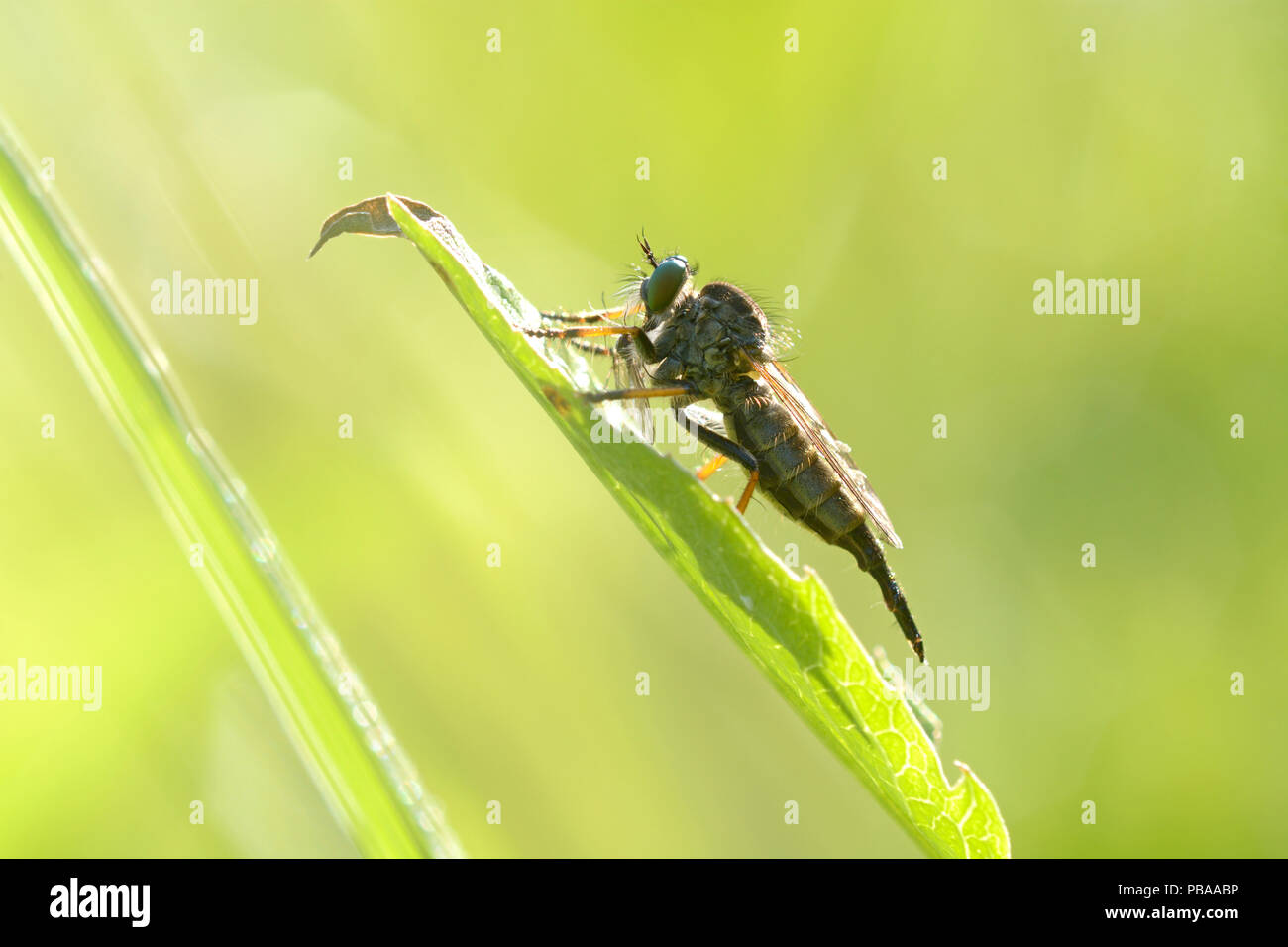 A Robber fly, assassin fly (Asilidae), sitting on a plant with a prey ...