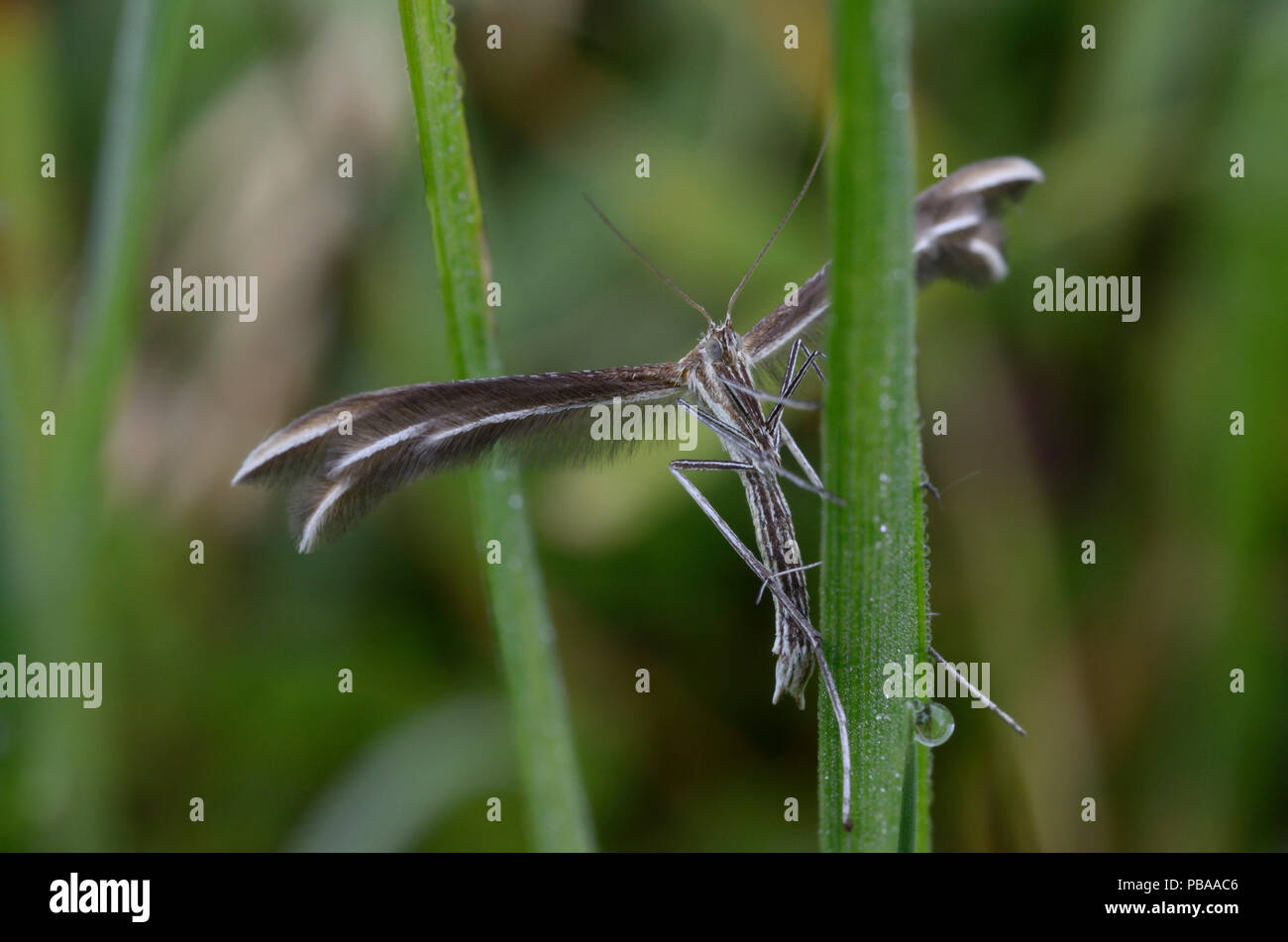 Gray plume moth, Pterophoridae, sitting on a plant stem Stock Photo - Alamy