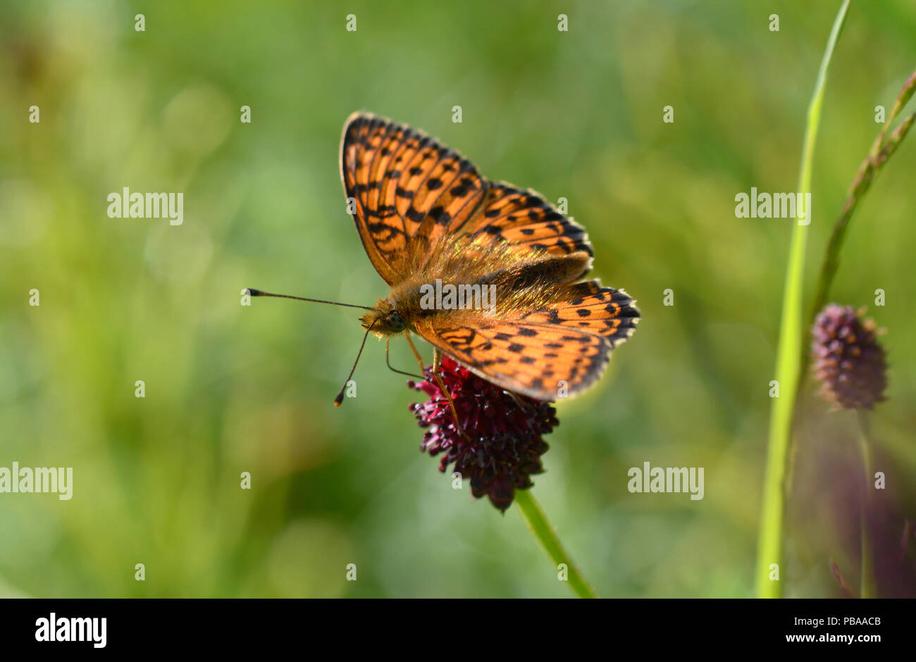 Cardinal butterfly hi-res stock photography and images - Alamy
