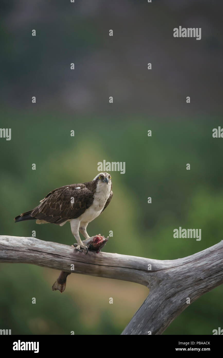 Pandion haliaetus,adult male perched and eating catch,Highlands of ...
