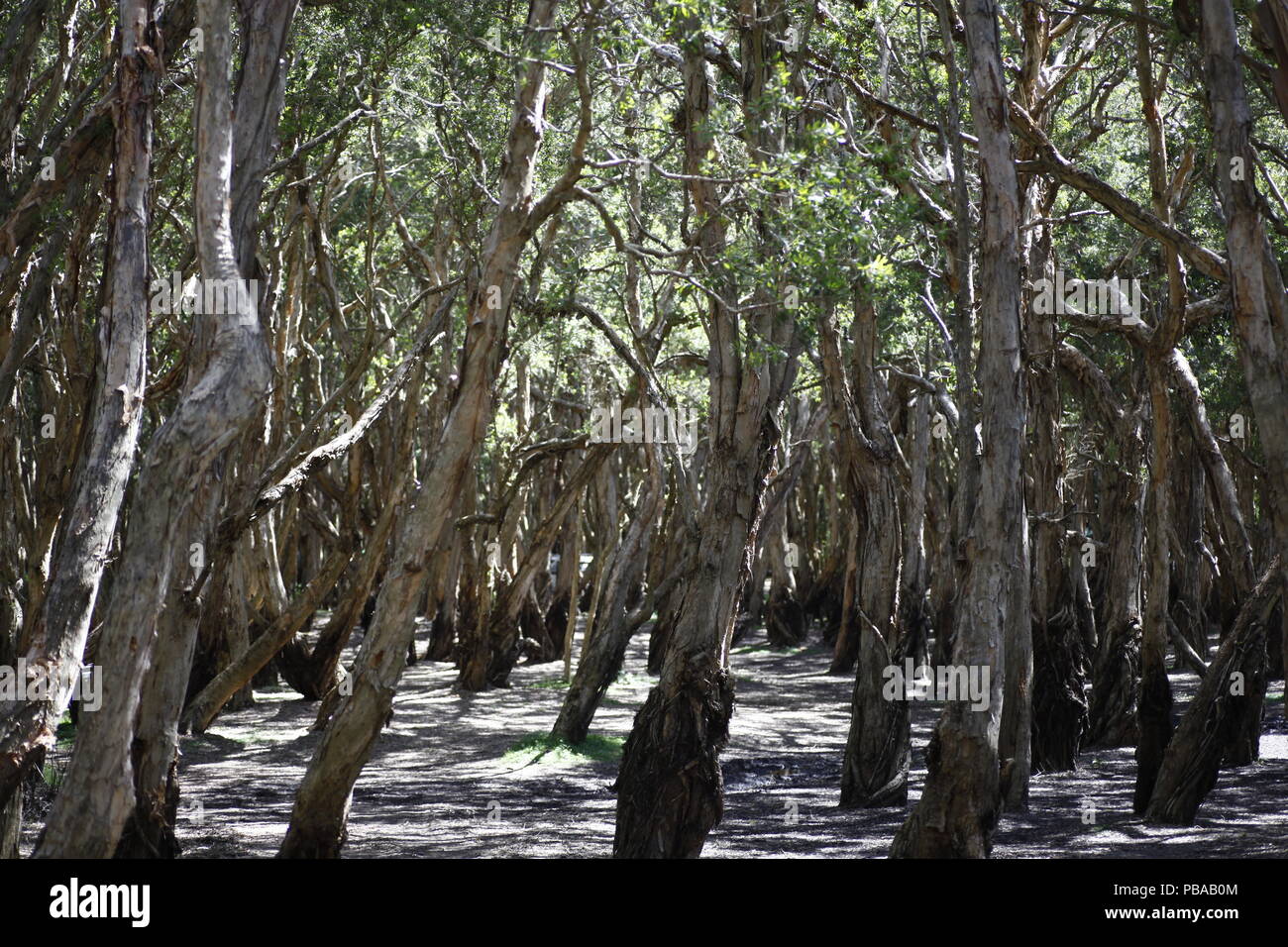 Beautiful view eucalyptus trees hi-res stock photography and images - Alamy