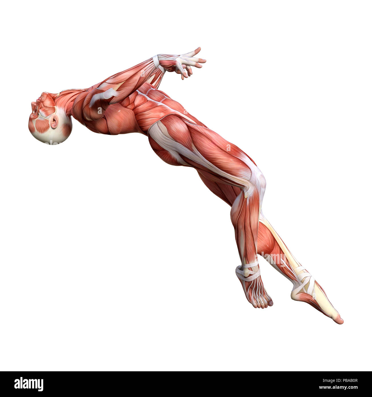 3D rendering of a male anatomy figure with muscles map isolated on ...