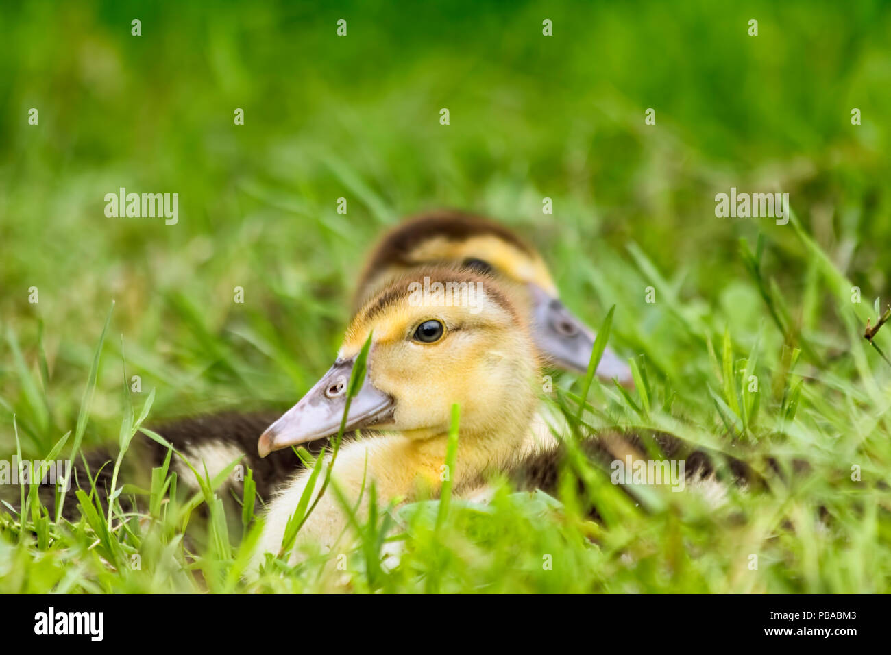 Bantam duck hi-res stock photography and images - Alamy
