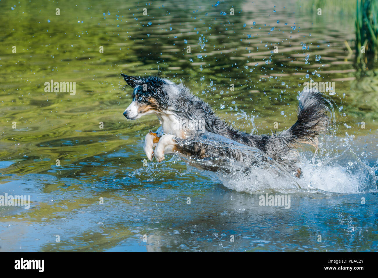 Mili the Miniature Australian Shepherd, fun in water Stock Photo - Alamy