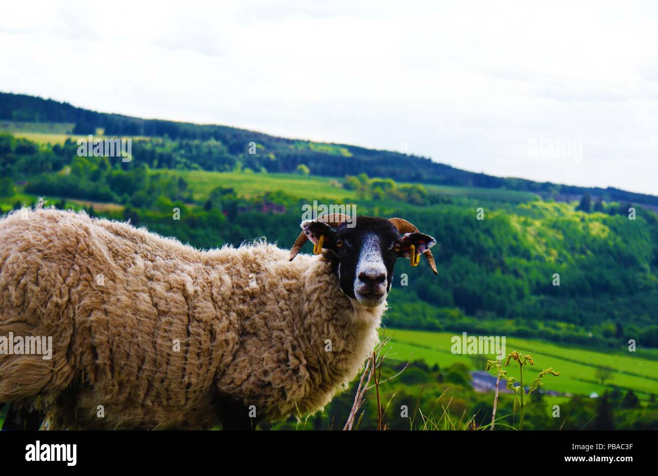 Sony sheep hi-res stock photography and images - Alamy
