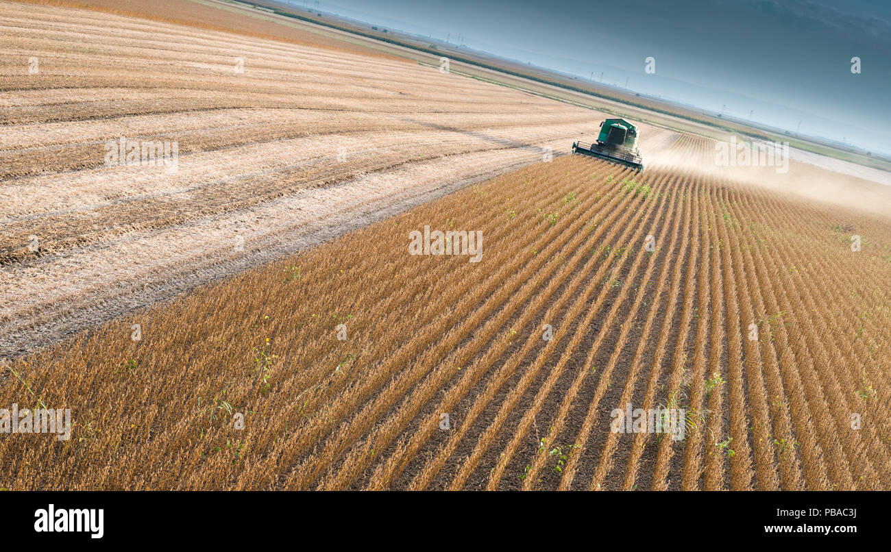 Harvesting of soy bean field with combine Stock Photo - Alamy
