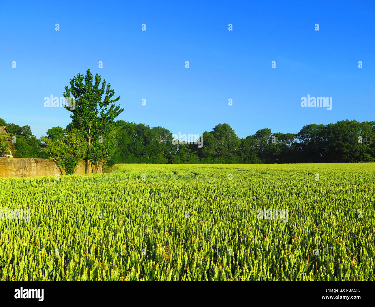 Crop denmark field landscape hi-res stock photography and images - Alamy